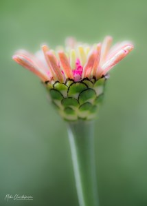 Crown Bright | MLCreations Photography