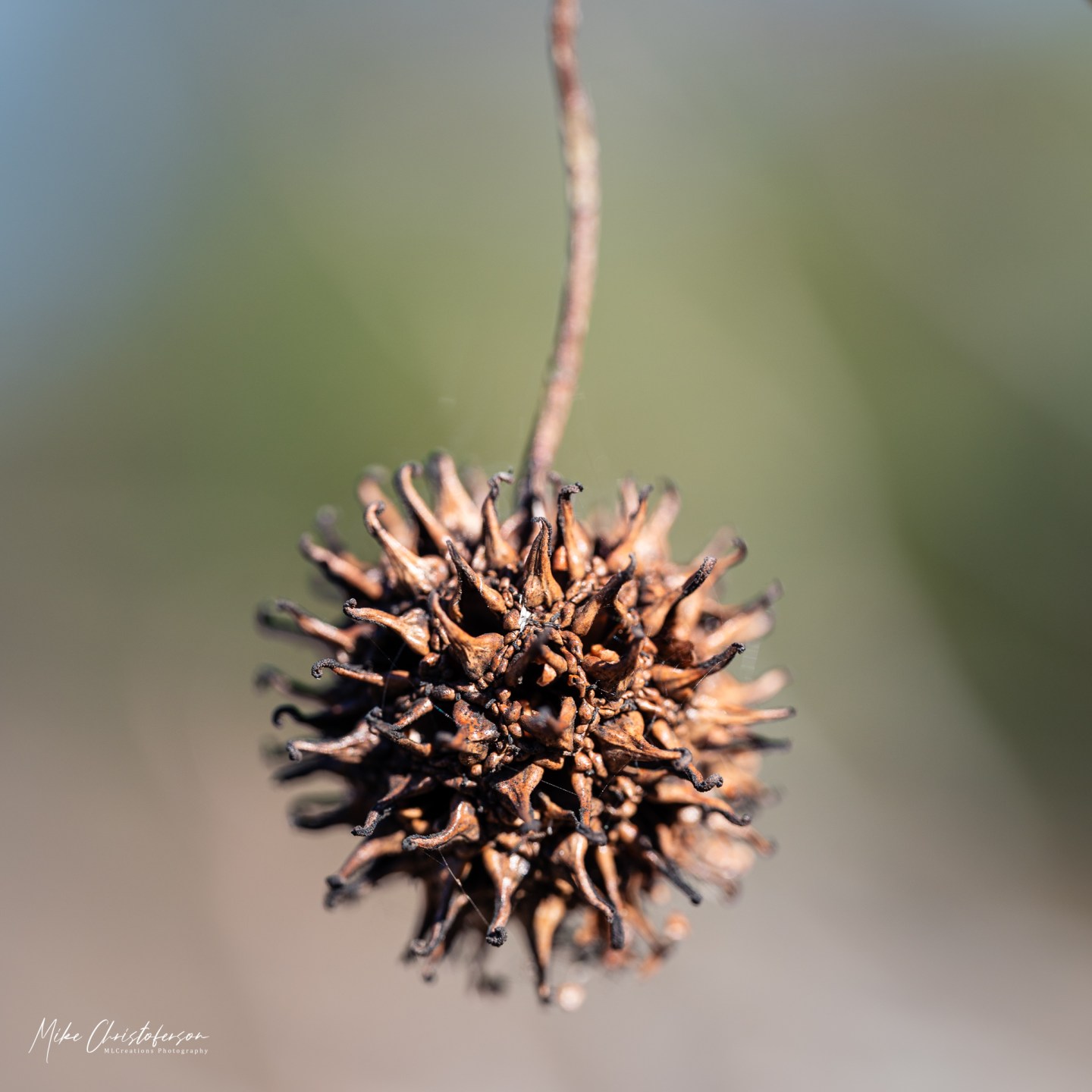 Seed Armor | MLCreations Photography