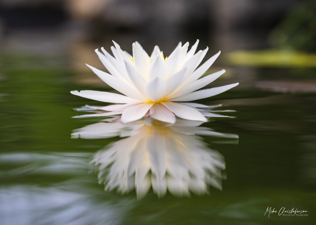 Of the Water | MLCreations Photography