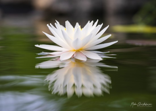 Of the Water | MLCreations Photography