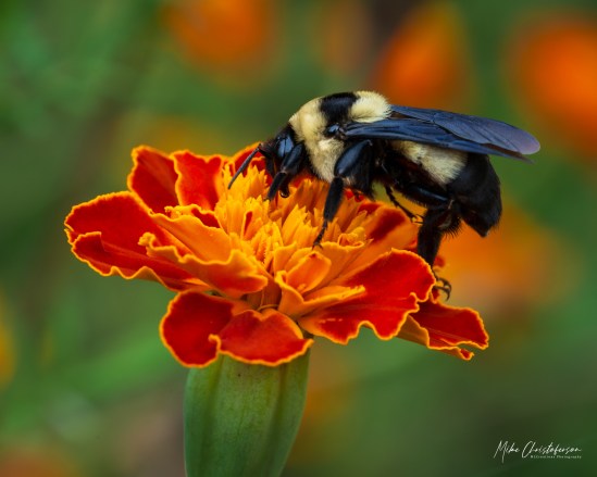 Two Bee or Not | MLCreations Photography