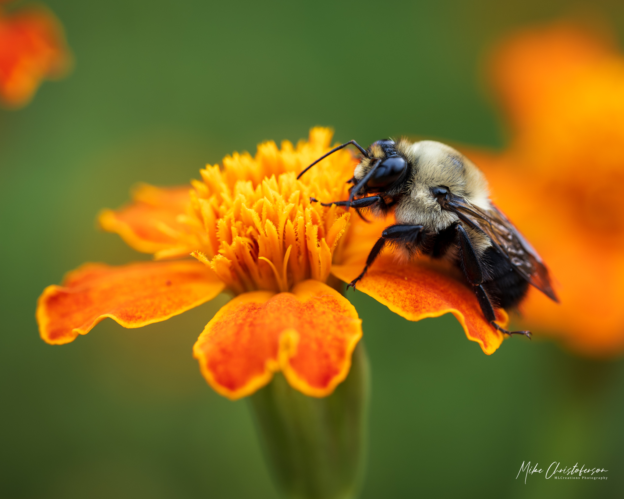 Two Bee or Not | MLCreations Photography
